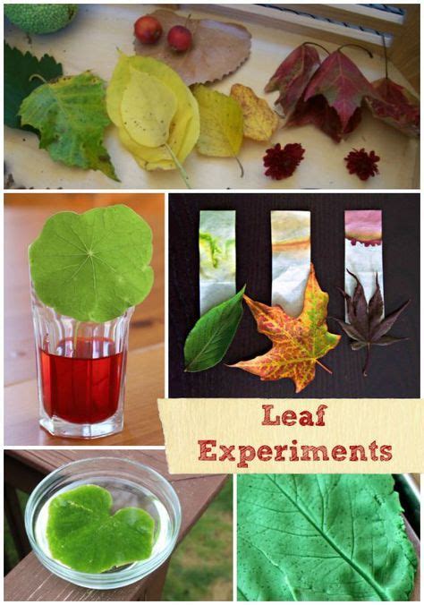 Science Experiment With Leaves