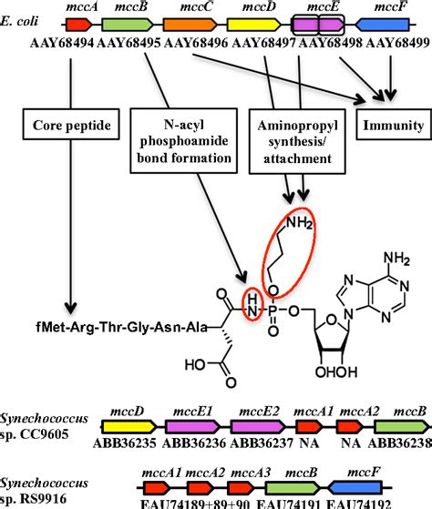 Figure 1 From Role Of A Microcin Clike Biosynthetic Gene Cluster In