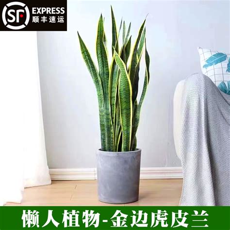 金边虎皮兰盆栽多肉易活水培植物绿植办公室内花卉大全客厅虎尾兰 虎窝淘