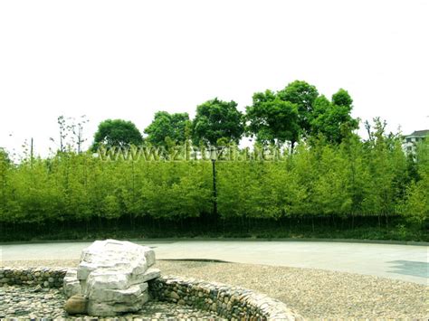 斑竹应用于公园绿化 泰和森联竹类苗木有限公司