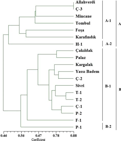 Upgma Dendrogram Obtained From Issr Primers In Hazelnut Cultivars And