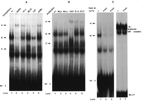 Analysis Of Factors Binding To Inr 3 The Inr 3 Oligonucleotide See