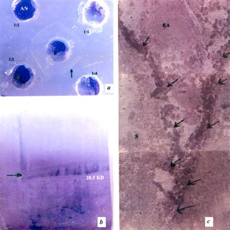 A Immunodiffusion Assay Of Polyclonal Antisera Raised Against 205 Kda