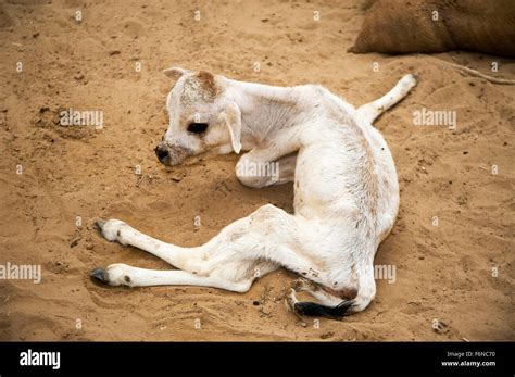 Cow Protection Shri Godham Mahatirth Pathmeda Meda Jageer Pathmeda Sanchore Rajasthan