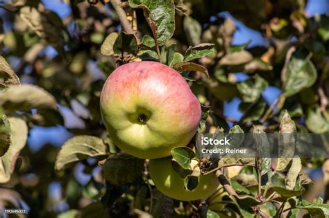 가을에 사과 나무 의 가지에 잘 익은 빨간색과 녹색 사과의 클로즈업 0명에 대한 스톡 사진 및 기타 이미지 0명 10월 가을 Istock