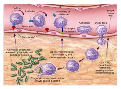 Medicina Resúmenes Inflamacion Aguda Ii