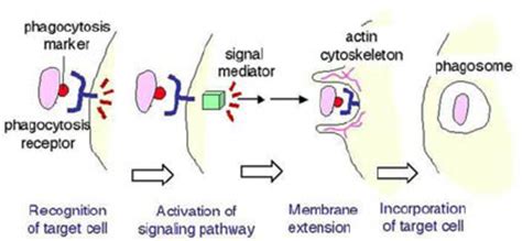 Recognition And Engulfment Of Target Cells By Phagocytes Phagocytosis