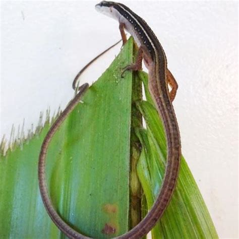 Long Tailed Grass Lizards