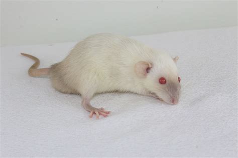 My Rats Bratty Rattery