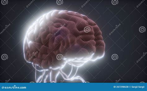 Animated Model Of Human Brain Stock Illustration Illustration Of Cell