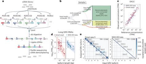 Mas Iso Seq Workflow And Experimental Validation Using Synthetic Rna