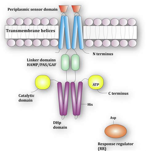 A Typical Two Component System Tcs Featuring Domains For Signal Download Scientific Diagram