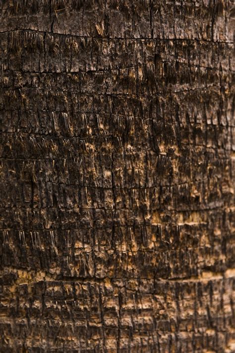 Banana Tree Bark Texture Images Free Download On Freepik