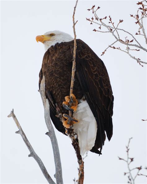Eagle Symbol Of Freedom Smithsonian Photo Contest Smithsonian Magazine