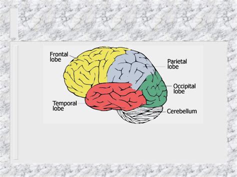 Презентация на тему Развитие головного мозга