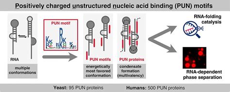 Our New Paper Is Out Read How The Pun Motifs Of The Rna Binding Protein Loc1p Catalyze Rna