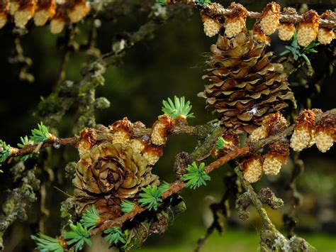 How To Grow Larix Kaempferi Earthone