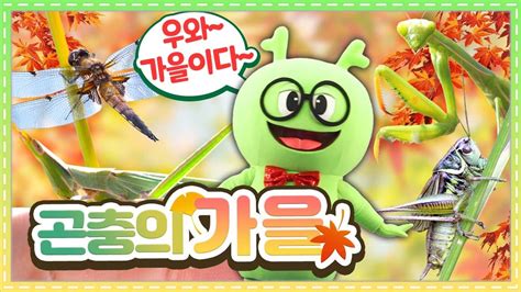 곤충의 가을ㅣ곤충은 어떻게 가을을 보낼까ㅣ베짱이ㅣ사마귀ㅣ메뚜기ㅣ잠자리 Youtube