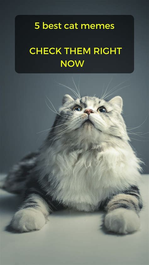 5 Best Cat Memes 🐱 Check Them Right Now Best Cat Memes Cat Memes