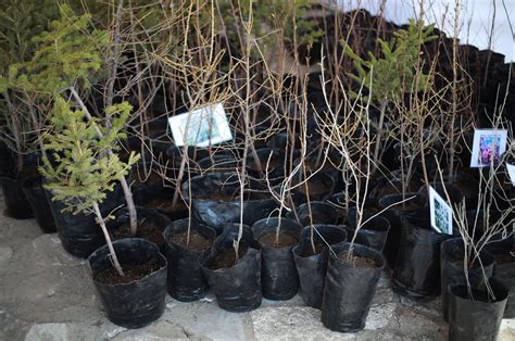 Олон улсын соёлын цэцэрлэгт хүрээлэн нээлтээ хийлээ