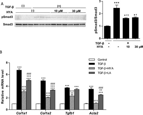 Effect of HYA on TGF β signaling in human hepatic stellate LX cells Download Scientific