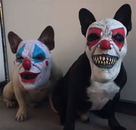 Псы в клоунских масках довели хозяев до истерики — Смешные курьезные и странные новости со