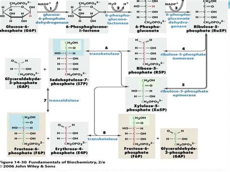 Hexose Monophosphate Pathway Hmp Pptx Endocrine And Metabolic