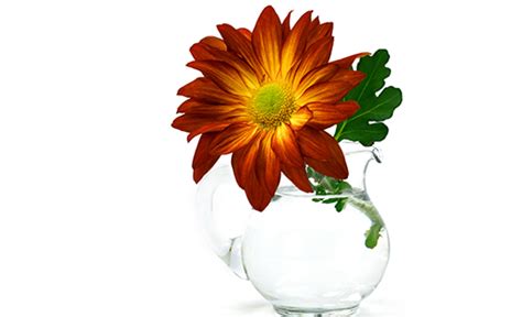 Keep Pelee Mums Longer Adams Fairacre Farms