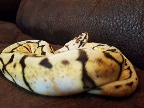 Bumblebee Ball Python