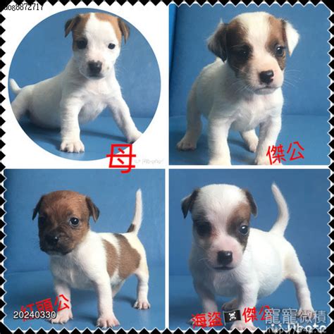 傑克羅素梗犬 賣傑克羅素梗 寵寵微積 寵物買賣 寵物論壇