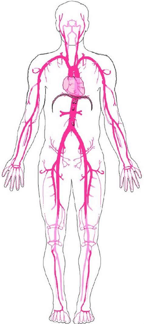 Lower Limb Angiogram And Angioplasty Radiology Healthdirect
