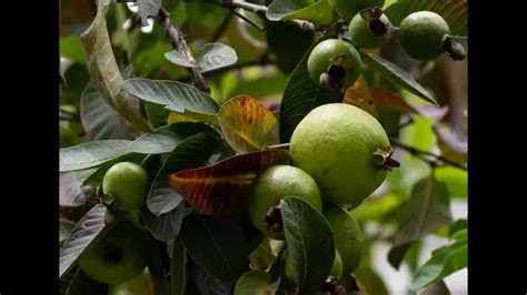 Step Guava Tree Care Guide Tips For Healthy Growth