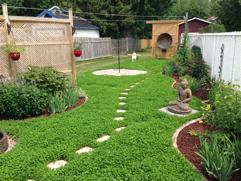 How To Care For A Clover Lawn Homystyle