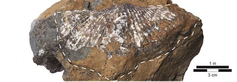 Archived Fossil Of The Month Kentucky Geological Survey University Of Kentucky