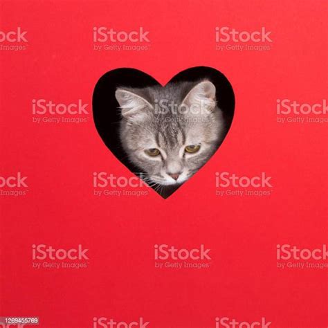 회색 고양이는 붉은 배경에 심장 모양의 구멍에서 들여다 발렌타인 데이 컨셉 인사말 카드 인쇄 광고 포스터 공간을 복사합니다 0명에 대한 스톡 사진 및 기타 이미지 Istock