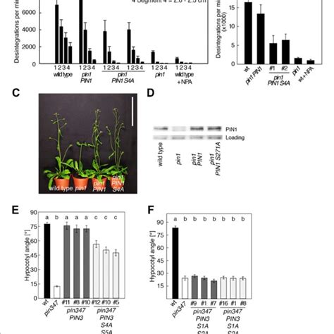 Pid And D6pk Are Functionally Non Redundant In Vivo A And B Test Download Scientific Pid And D6pk Are Functionally Non Redundant In Vivo A And B Test Download Scientific