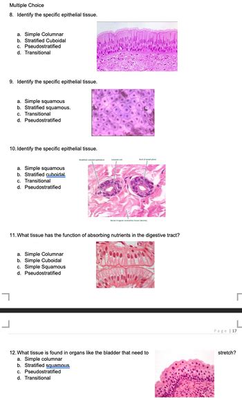 Answered 8 Identify The Specific Epithelial Tissue A Simple Columnar B Stratified Cuboidal