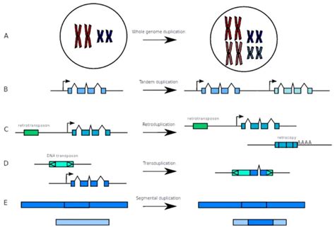 Gene Duplication And The Evolution Of New Functions Only Zoology