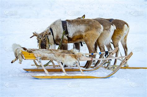 雪橇 西伯利亚 安全绳 国内著名景点 寒冷 驯鹿拉雪橇比赛 运动 动物 户外 节日