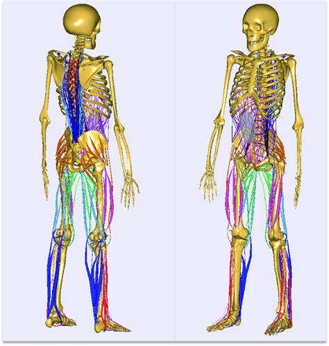The Constructed Musculoskeletal Model Using The Anybody Modeling Download Scientific Diagram