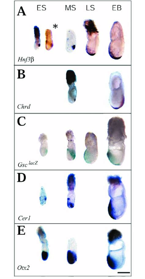 The Expression Pattern Of A Hnf3β B Chrd C Gsc Lacz D Cer1