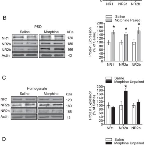 Alterations In Synaptic Nmdar Subunit Expression After Expression Of Download Scientific