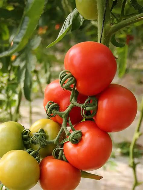 టొమాటోల గురించి ఈ విషయాలు తెలుసా Telugusamayam