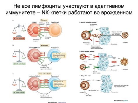 Адаптивный иммунитет презентация онлайн