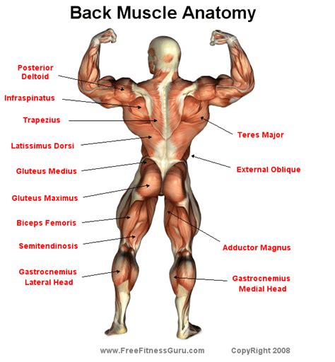 Lower Back Muscles Names