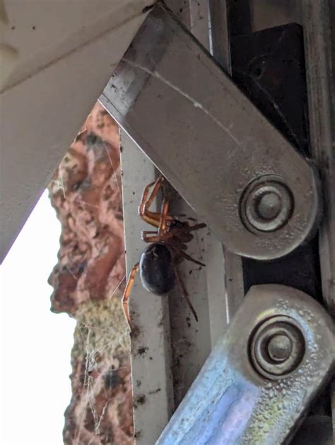 Scary Bathroom Spider R Whatisthisbug