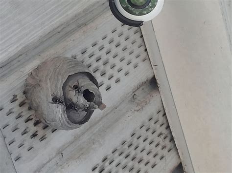 Ways To Identify Wasps WikiHow