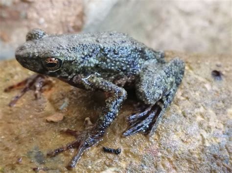 Ansonia Muelleri Boulenger 1887 Photo By E M D Baron Download Scientific Diagram