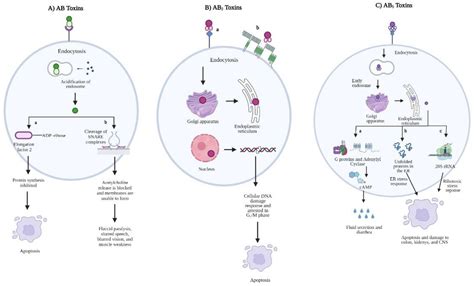 Ab5 Enterotoxin Mediated Pathogenesis Perspectives Gleaned From Shiga Toxins