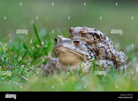 Common Toad Bufo Bufo Pair Mating Stock Photo Alamy